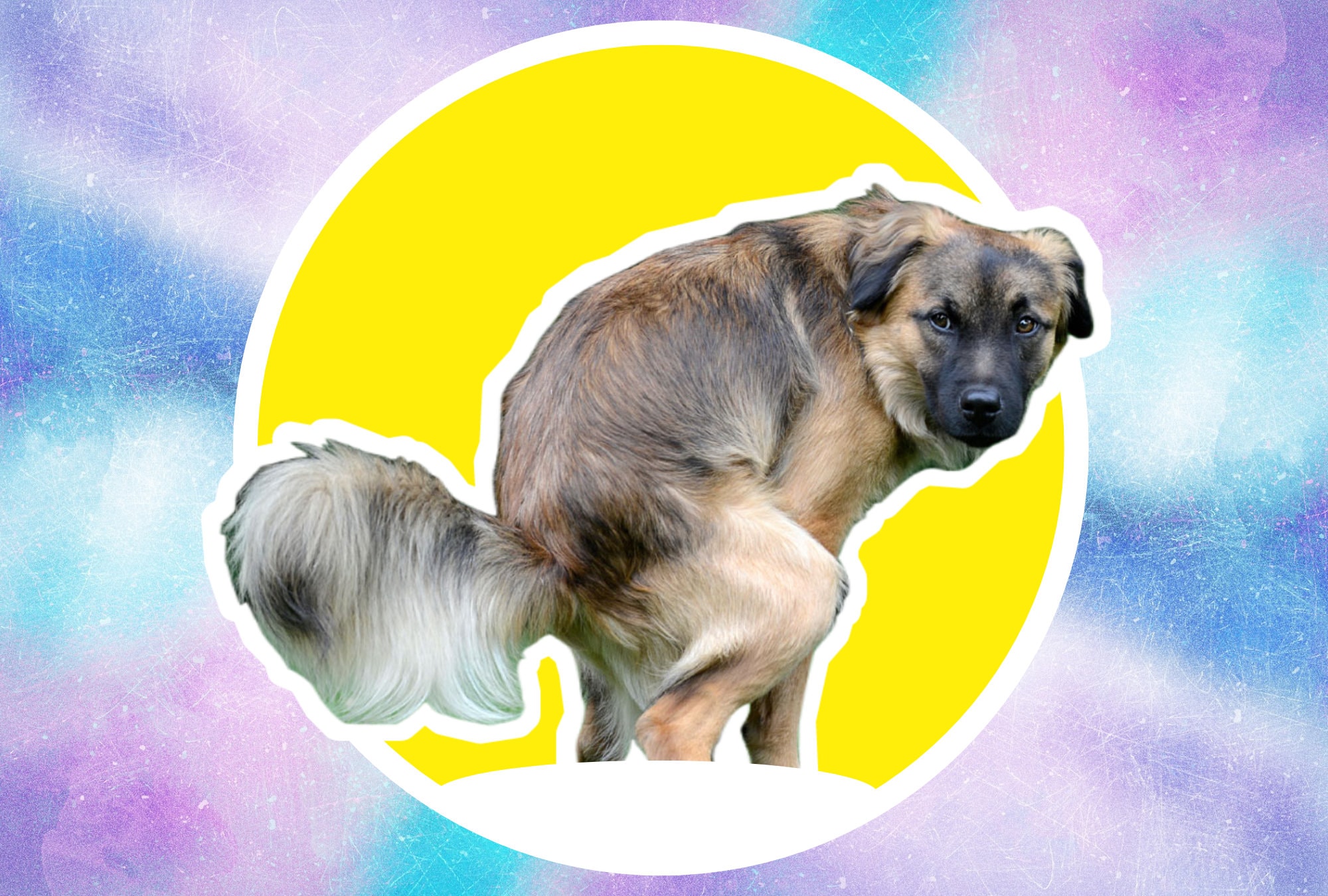 Funny Pooping Dogs Digital Stickers Funny Printable Planner - Etsy