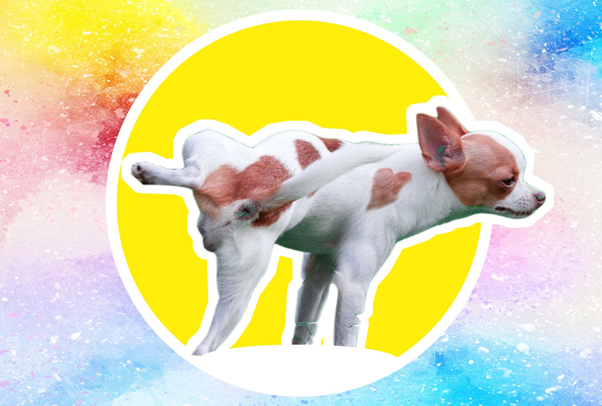 Funny Pooping Dogs Digital Stickers Funny Printable Planner - Etsy