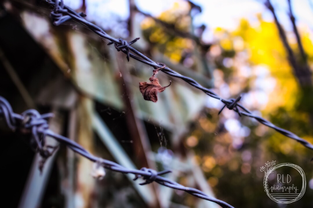 Leaf and Barbed Wire Photo - Etsy