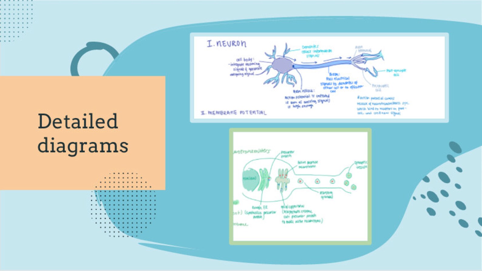 Neurology Study Notes/note Set Biology, Pre-med, Med School, Nursing ...