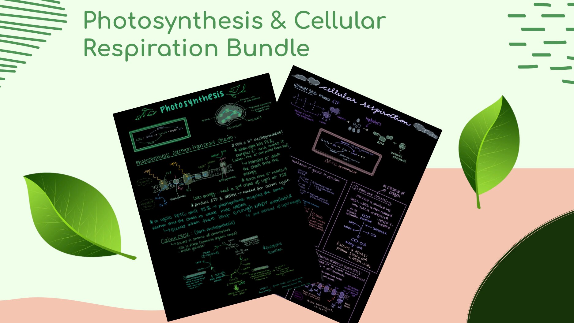 Photosynthesis and Cellular Respiration Study Notes/note Set Biology ...