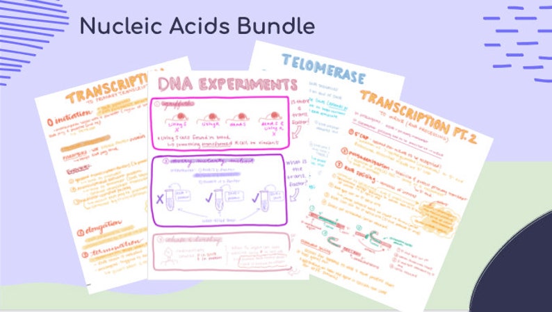 Nucleic Acids Study Notes/note Set — Biology, Pre-med, Med School ...