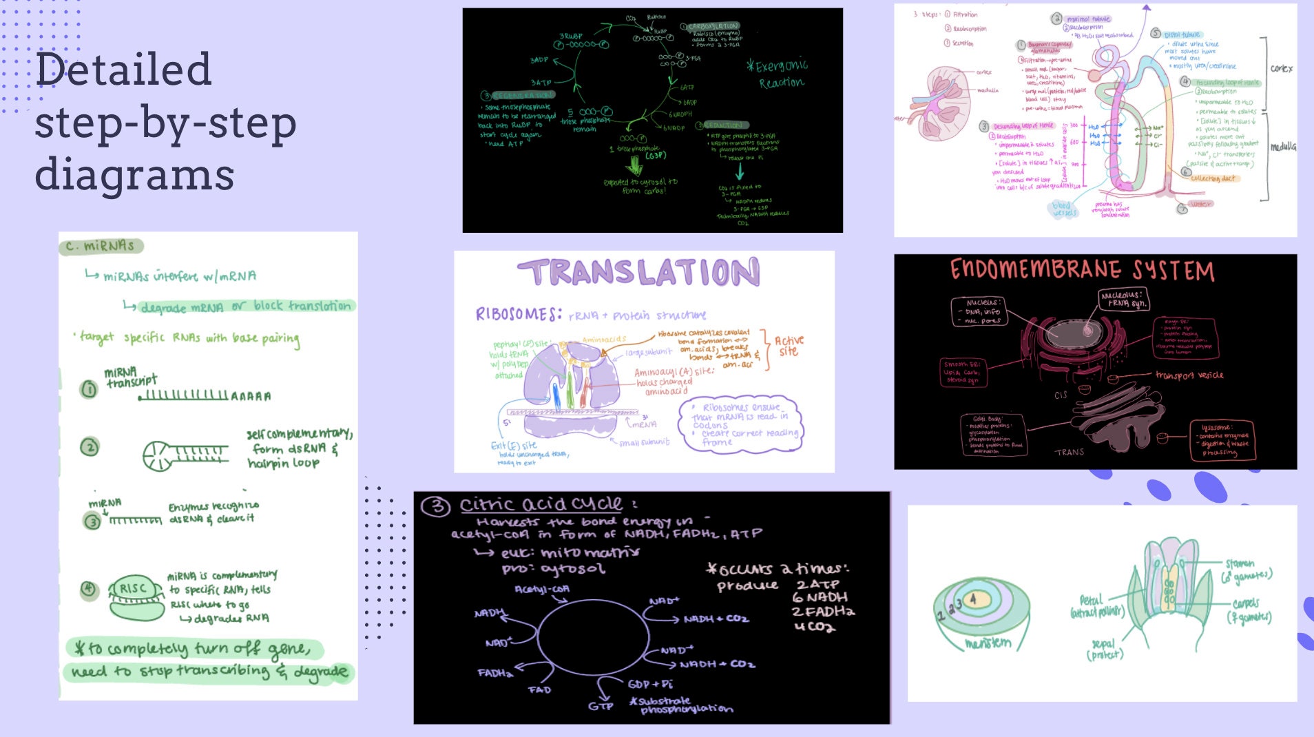 Molecular/cellular Biology Study Notes/note Set — Biology, Pre-med, Med ...