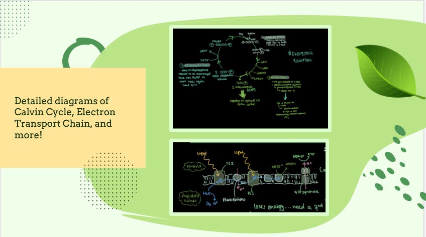 Photosynthesis and Cellular Respiration Study Notes/note Set — Biology ...