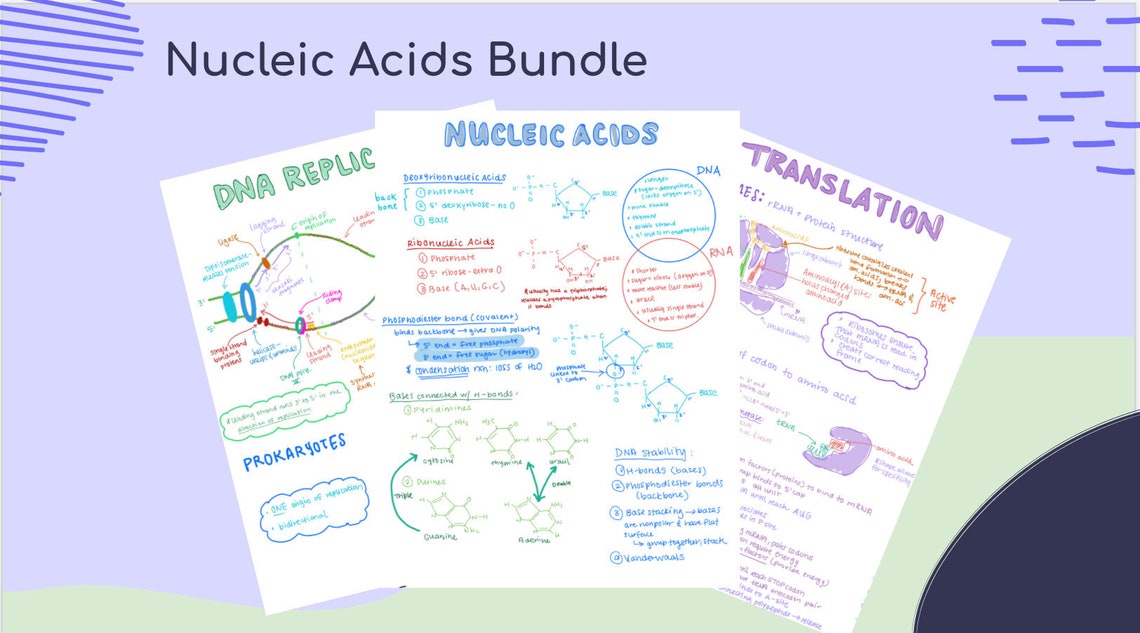 Nucleic Acids Study Notes/note Set — Biology, Pre-med, Med School ...
