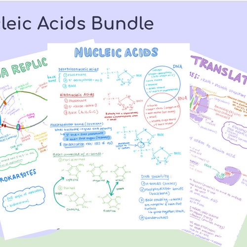 Nucleic Acids Study Notes/note Set Biology Pre-med Med - Etsy