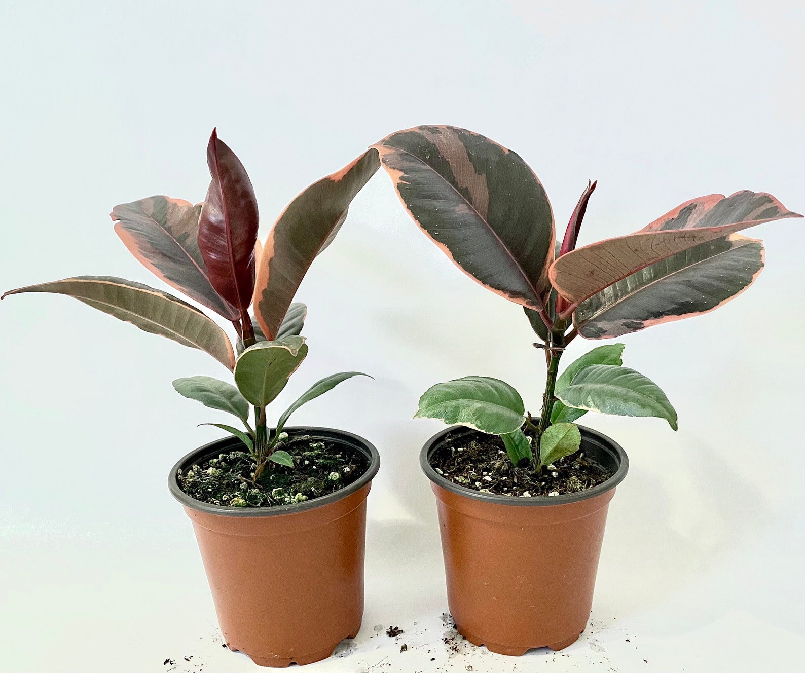 Ficus Elastica Ruby Indoor Rubber Tree Live Rare Plant | Etsy