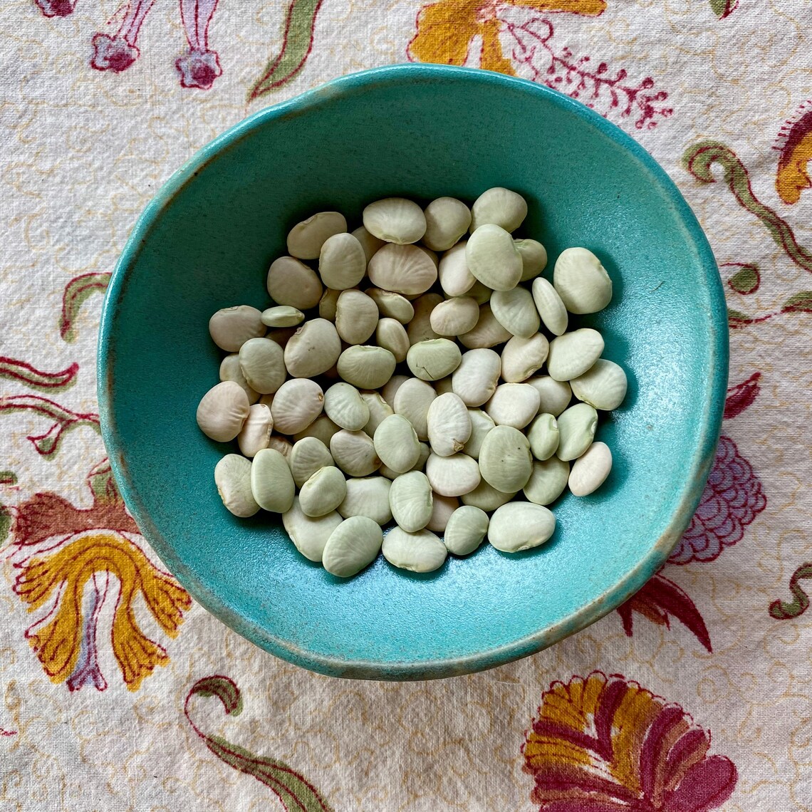 35 Early Thorogreen Baby Bush Lima Beans Heirloom Seeds | Etsy