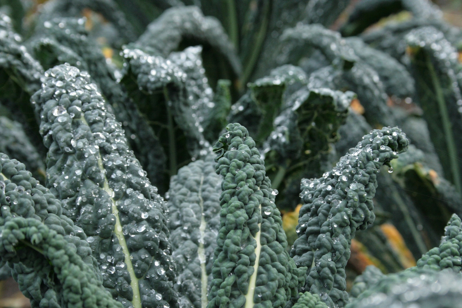 200 Black Magic Kale Heirloom Seeds | Etsy
