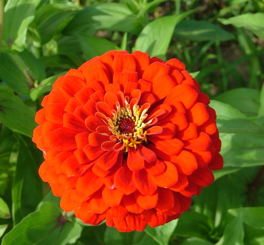 200 Aztec Rainbow Zinnia Heirloom Seeds Easy to Grow | Etsy