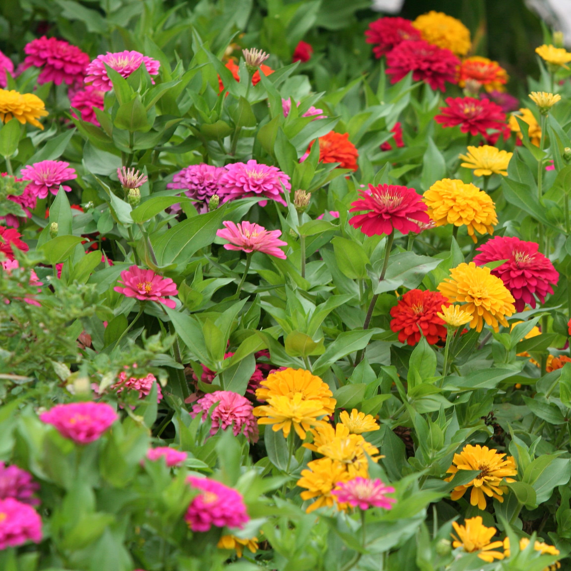 200 Aztec Rainbow Zinnia Heirloom Seeds Easy to Grow | Etsy