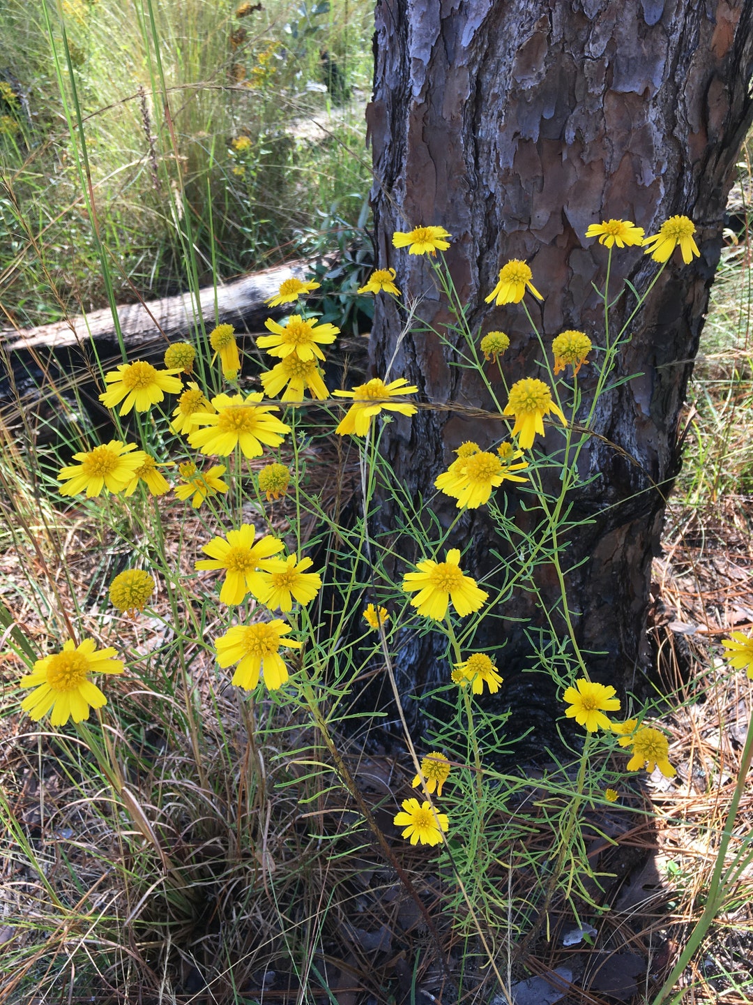 100 Lance-leaf Coreopsis Wild Flower Seeds - Etsy