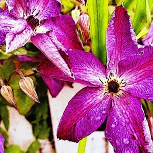 Botanical Wall Art, Floral Wall Art, Violet Stargazer Clematis Colored ...