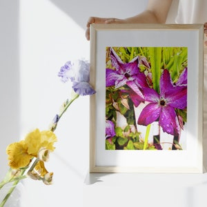 Botanical Wall Art, Floral Wall Art, Violet Stargazer Clematis Colored ...