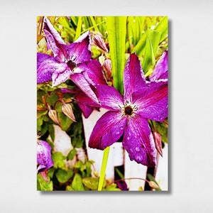 Botanical Wall Art, Floral Wall Art, Violet Stargazer Clematis Colored ...