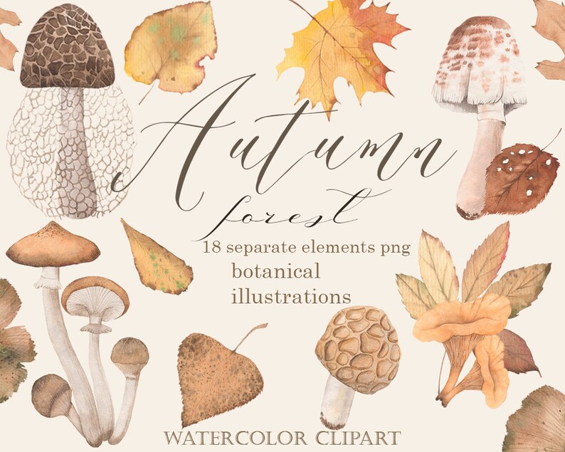 Watercolor Mushrooms Clipart Autumn woodland mushroom | Etsy