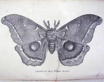 Insect Book Plates - Etsy