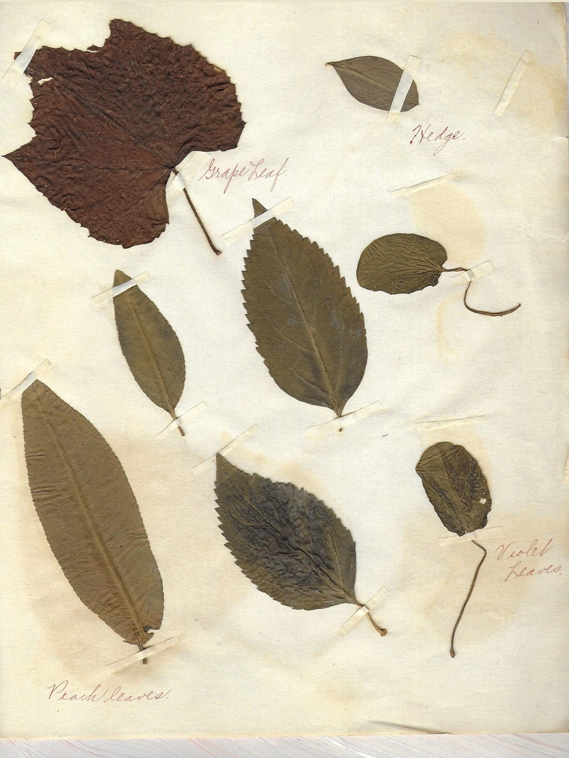 Antique Herbarium Leaf Collection 1916 Botanical Specimens | Etsy