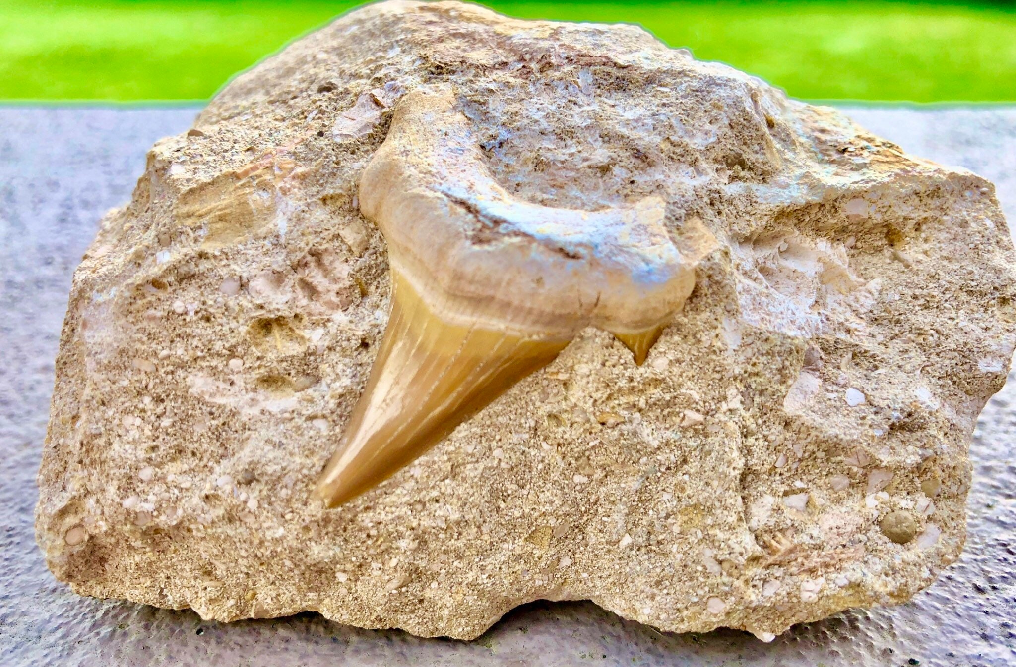 Diente de tiburón fósil fósil antiguo fósiles raros fósiles - Etsy España