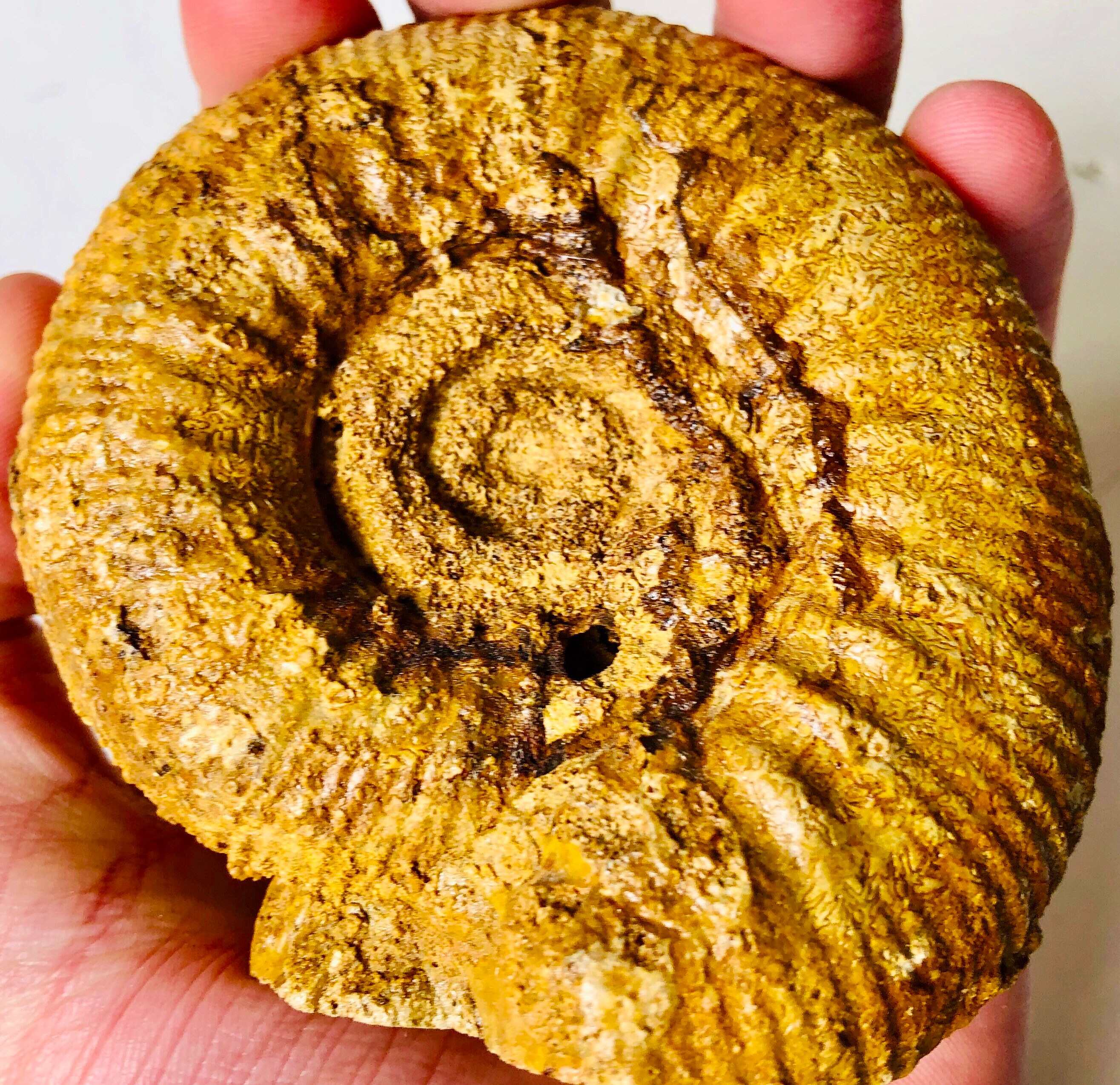 Raw Ammonite Fossil Golden Fossil Rare Fossil Display - Etsy Sweden