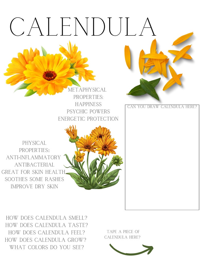 MY FIRST HERBS | Preschool Herbal Work Sheets | Toddler Workbooks ...