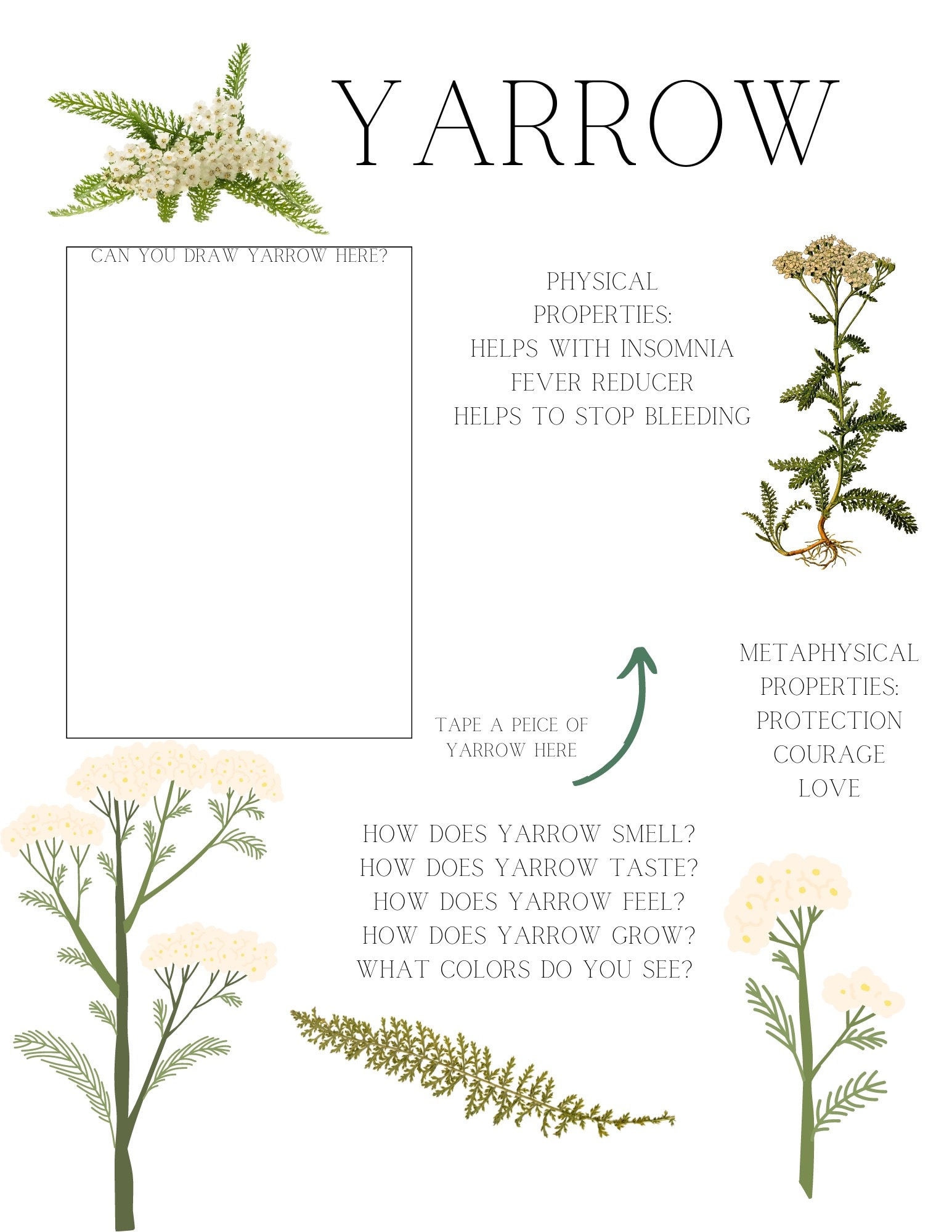 MY FIRST HERBS | Preschool Herbal Work Sheets | Toddler Workbooks ...