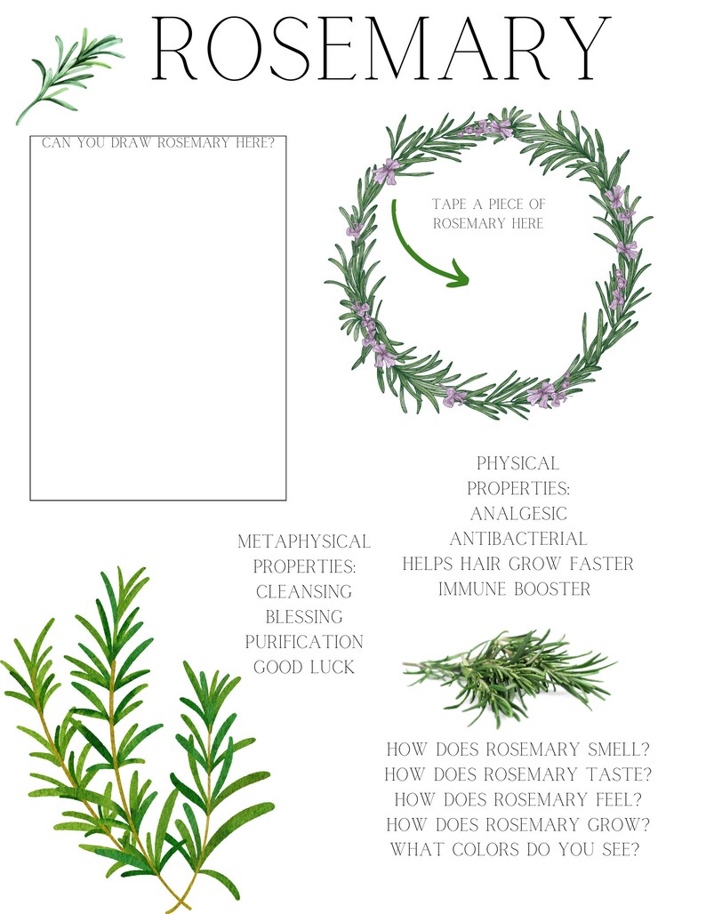 MY FIRST HERBS | Preschool Herbal Work Sheets | Toddler Workbooks ...