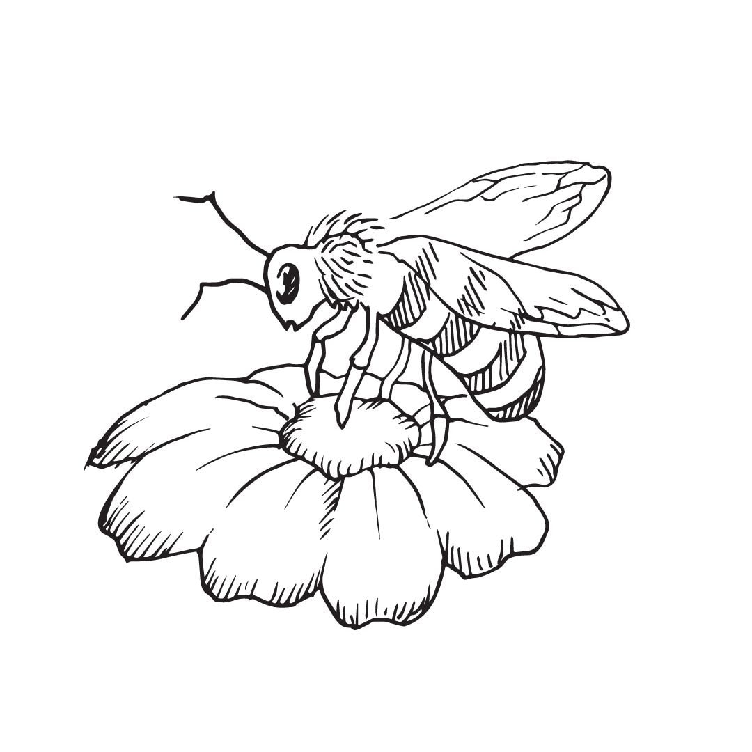 Bumblebee Flower Line Art Digital File - Etsy