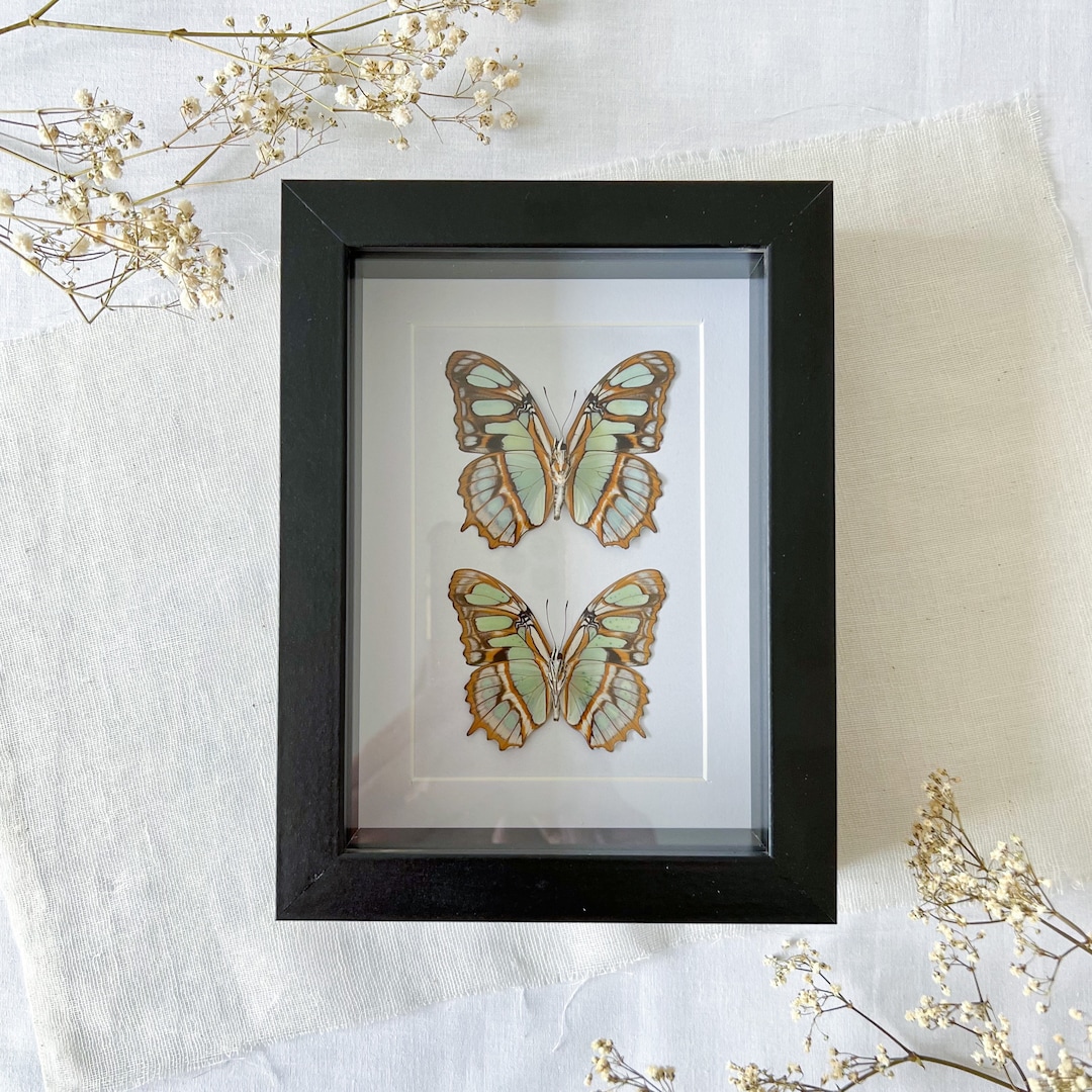 Wooden Entomology Frame With Butterflies siproeta Steleness - Etsy