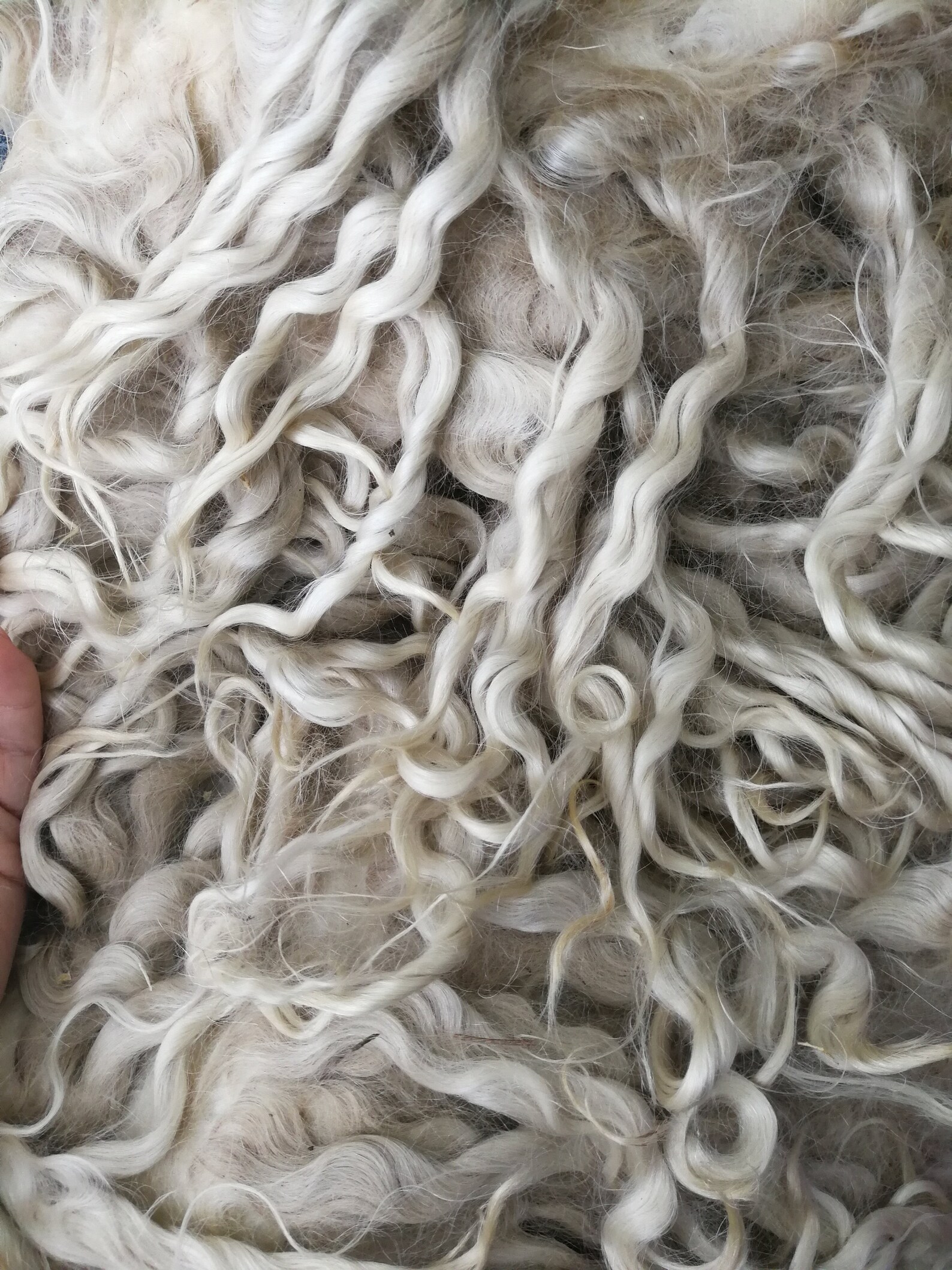L Size Luxuriously Soft Raw Angora Goat Wool Fleece for Dolls - Etsy