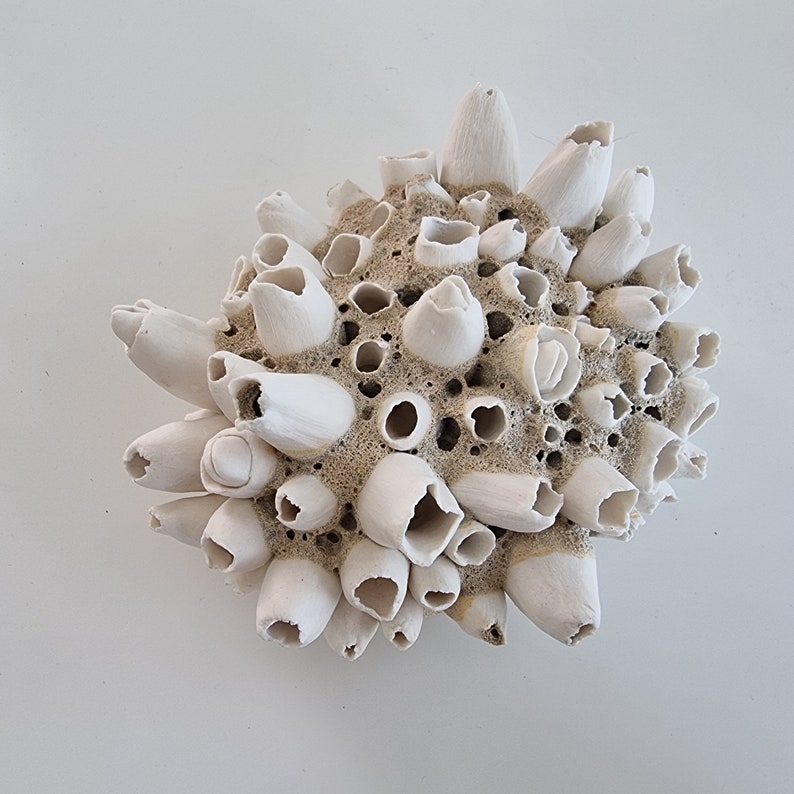 Barnacles Porcelain, Barnacles Porcelain, Handmade and They Are ...