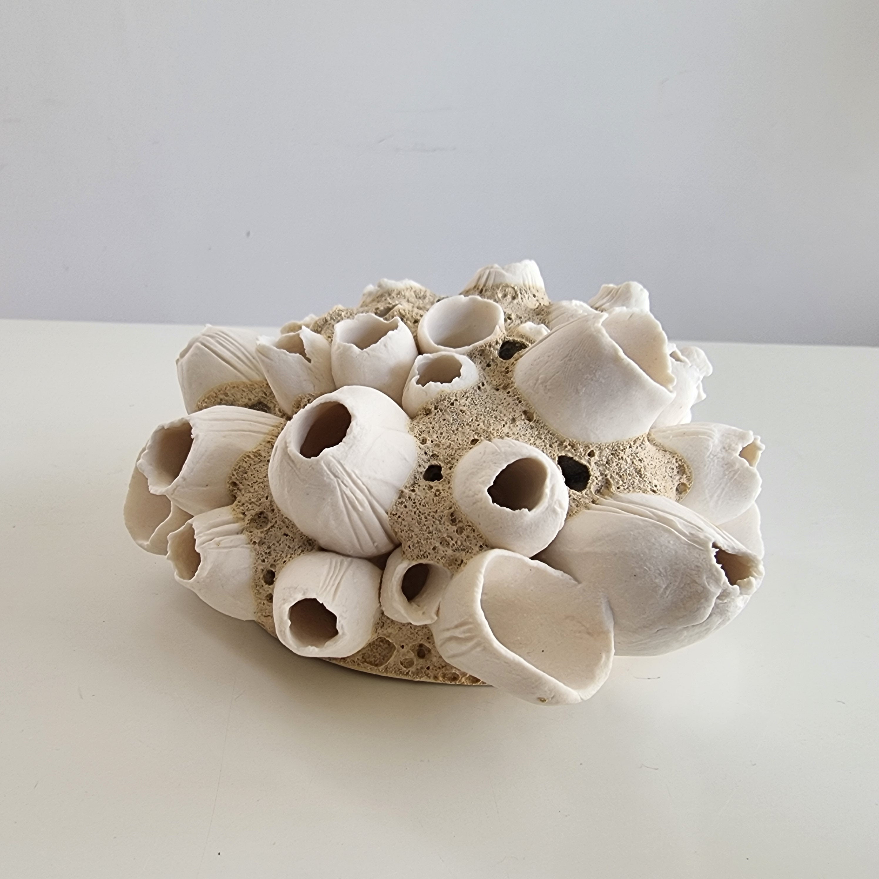 Handmade Barnacles, Ceramics, Porcelain, Barnacles, Ceramics, Handmade ...