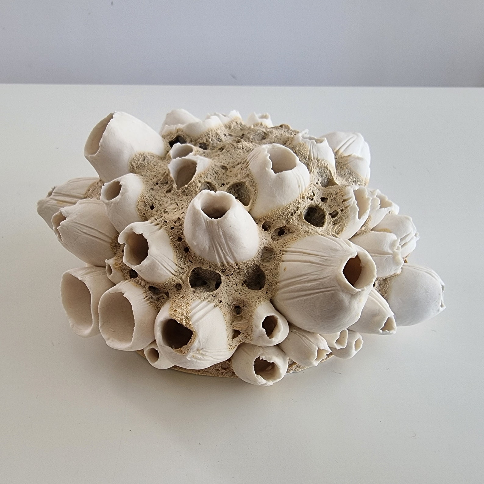 Handmade Barnacles, Ceramics, Porcelain, Barnacles, Ceramics, Handmade ...