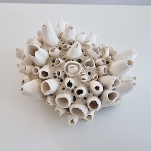 Barnacles Porcelain, Barnacles Porcelain, Handmade and They Are ...