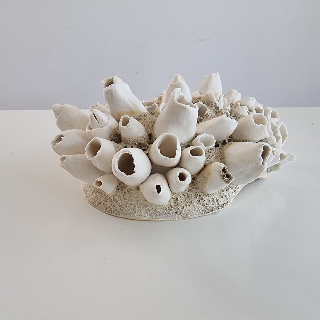 Barnacles Porcelain, Barnacles Porcelain, Handmade and They Are ...