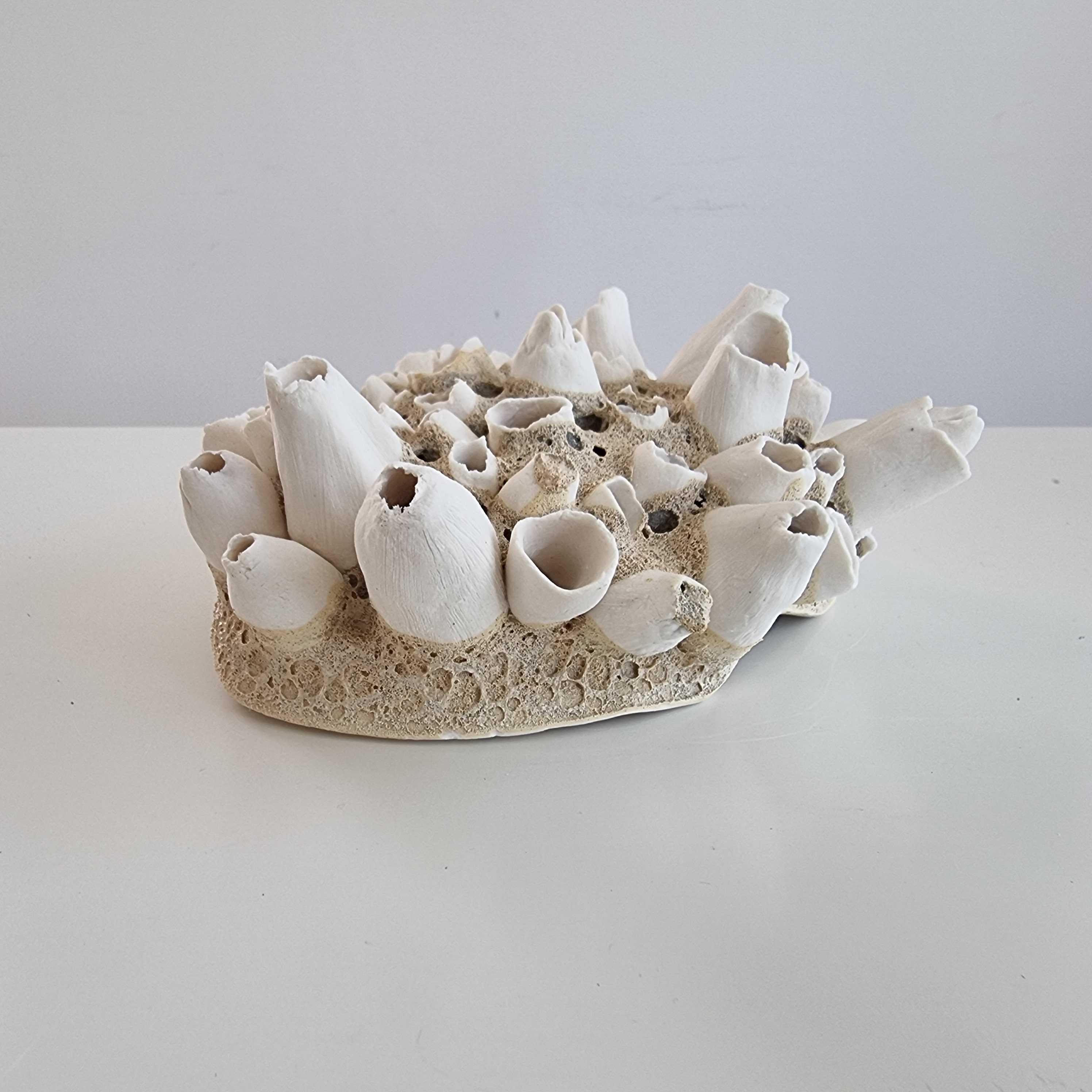 Barnacles Porcelain, Barnacles Porcelain, Handmade and They Are ...