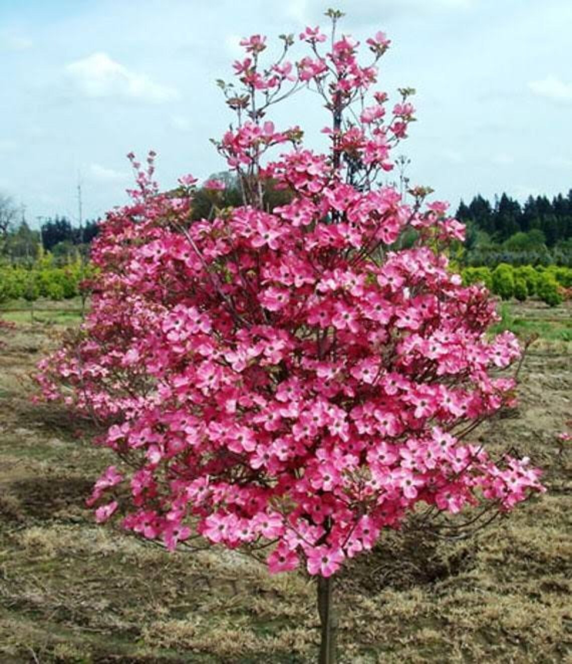 Red Dogwood Cherokee Chief Tree Beautiful Red Blooms 1-2ft | Etsy