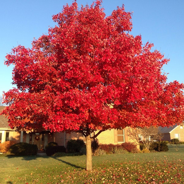 Red Maple - Etsy