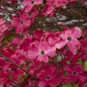 Red Dogwood Cherokee Chief Tree Beautiful Red Blooms 1-2ft Tall Now - Etsy
