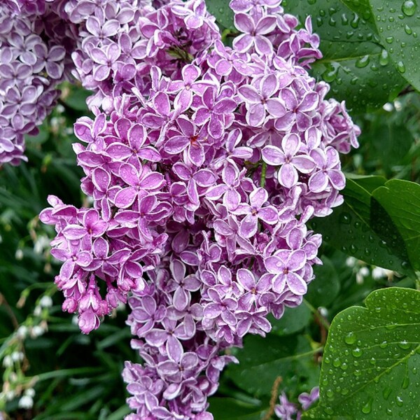 Lilac Bush - Etsy