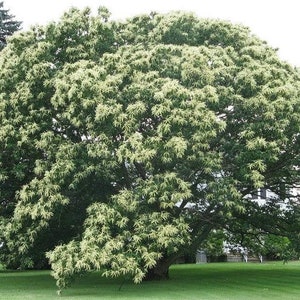 One Live Chinese CHESTNUT Tree Heavy Producers Delicious Nuts at ...
