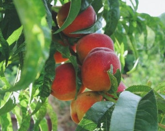 Peach Tree Live Plant | Etsy