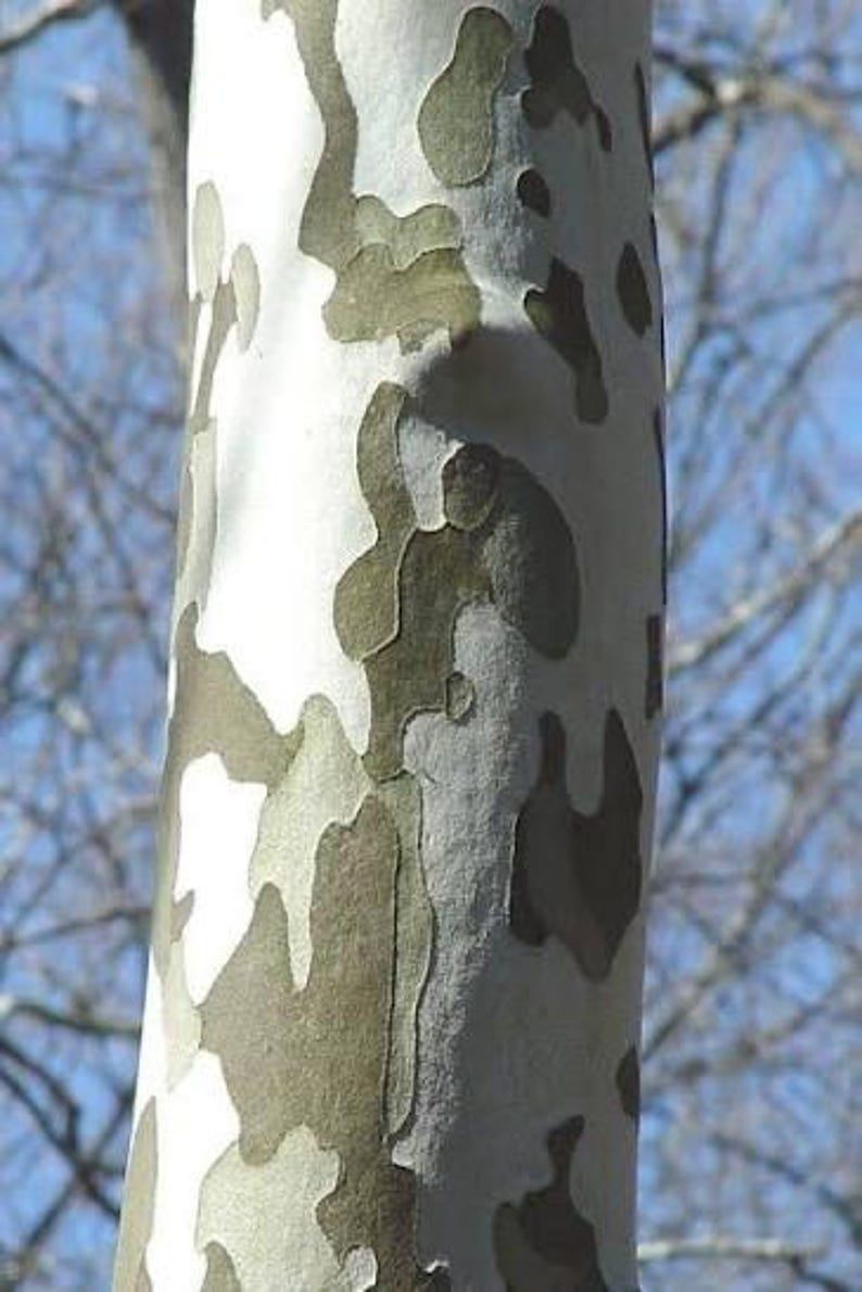 1 Live SYCAMORE Tree Fast Growing Shade Tree Ready to Plant Free ...