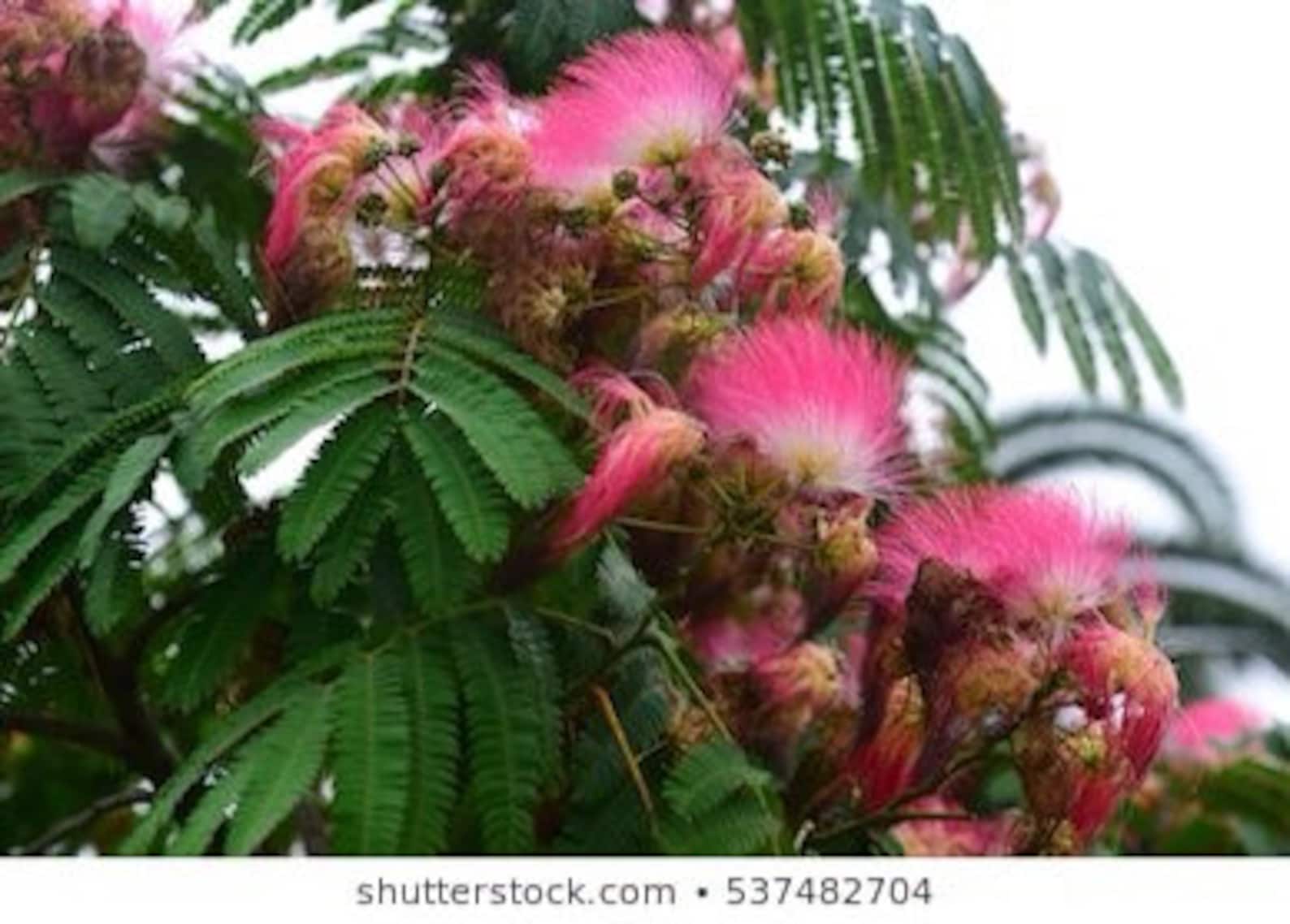 Two Pink Mimosa Persian Silk Tree Live Sapling Yearling - Etsy