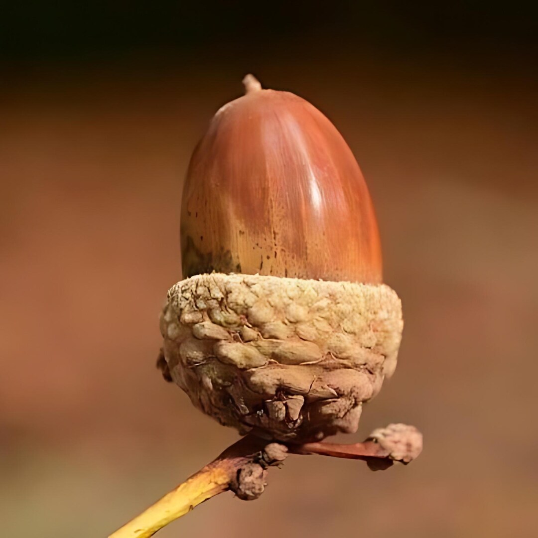 One Live Swamp Chestnut OAK Tree Wildlife Food Nuts Free Shipping ! - Etsy