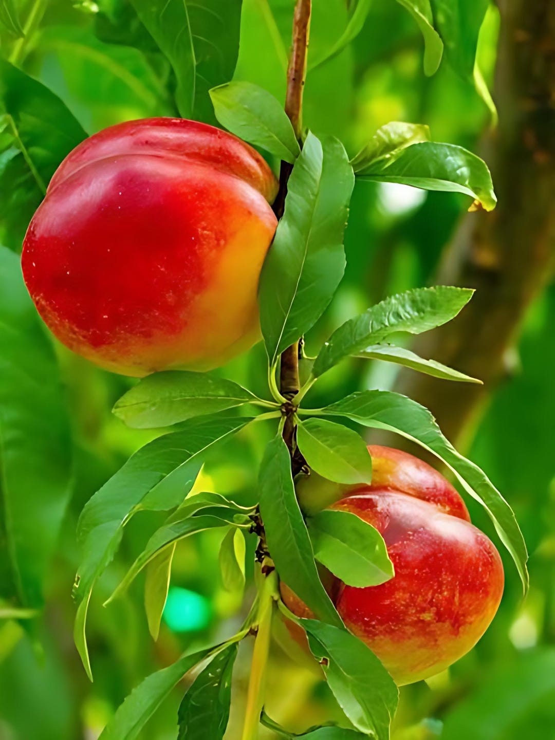1 Live Rose NECTARINE Tree 2ft Tall Now Ready to Plant Free Shipping - Etsy