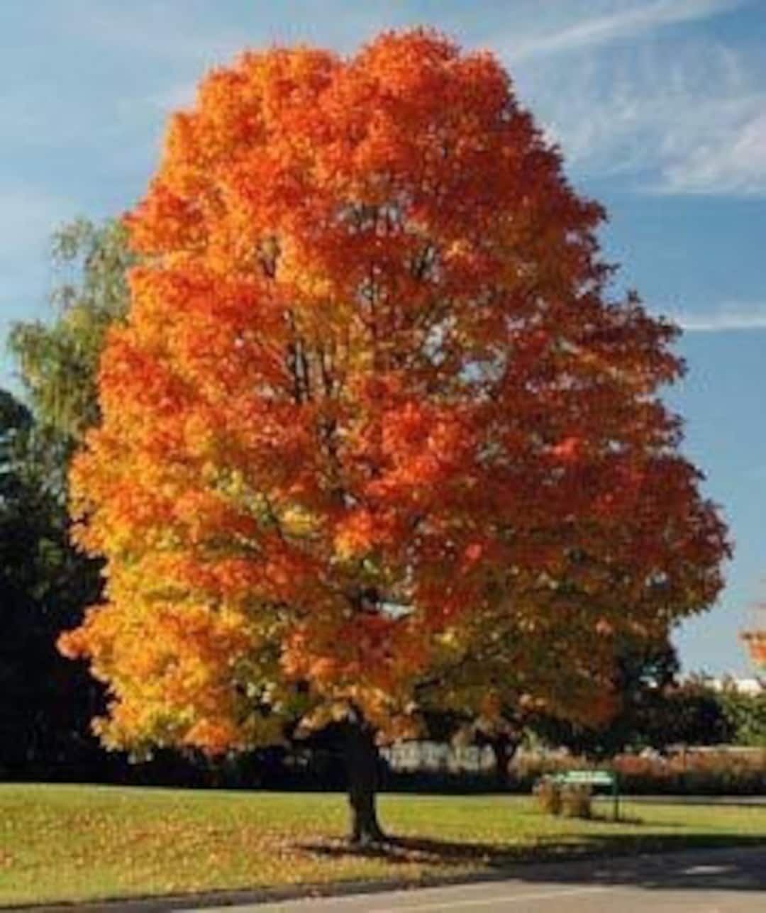 2 Live Sassafras Tree Stunning Fall Foliage Aromatic Scent Sapling 2ft ...