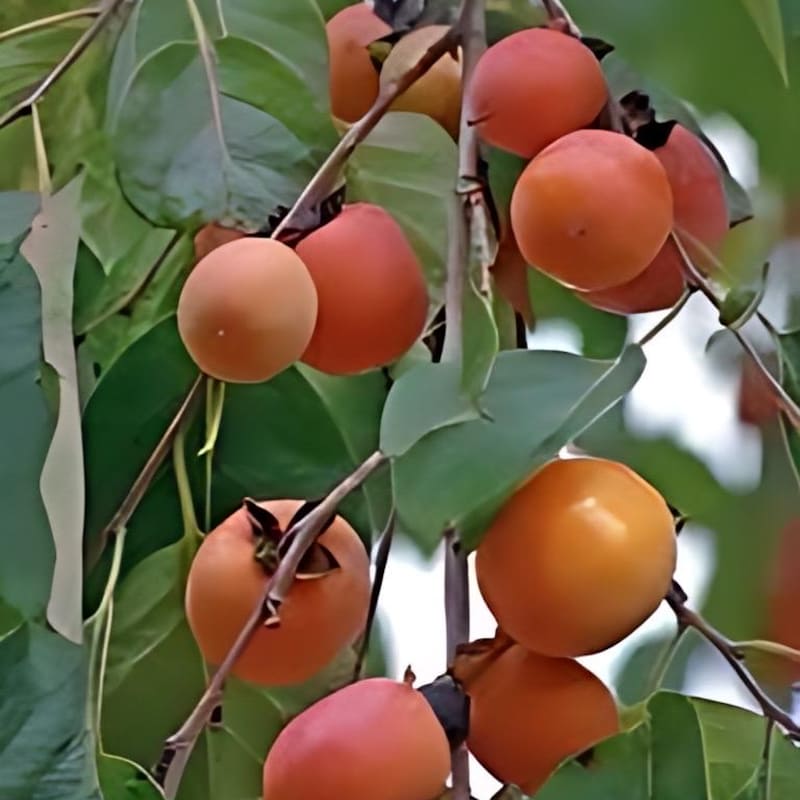 Dwarf Persimmon Tree - Etsy