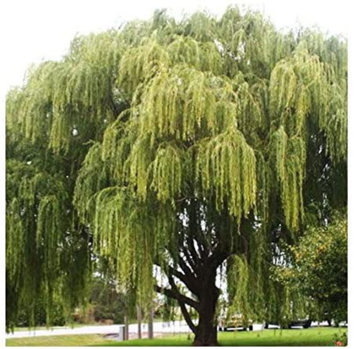 2 Beautiful Live Weeping Willow Trees 3 Ft Tall Now Very Fast Growing ...