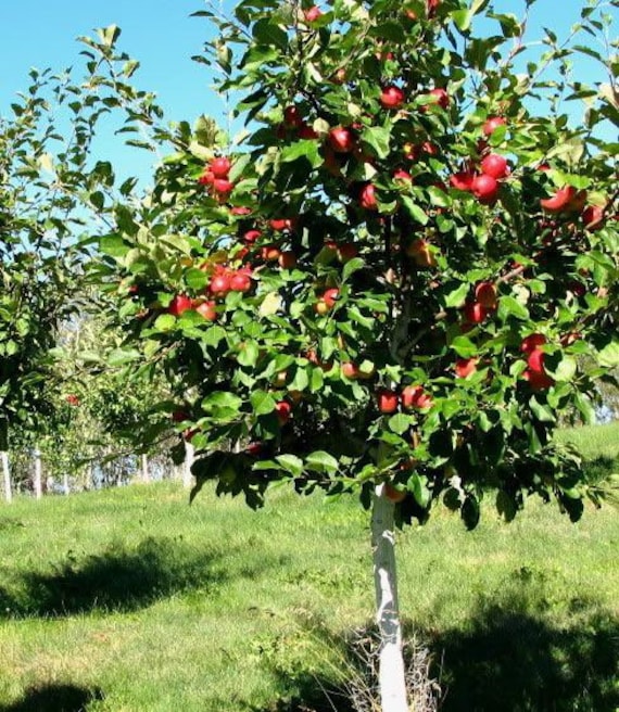 Dwarf Fuji Apple Tree